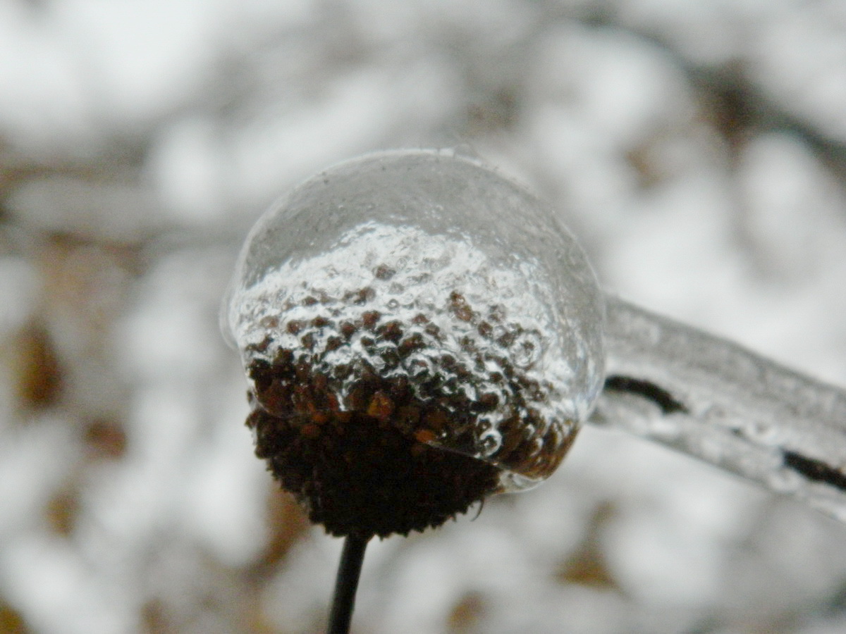 LA MULTI ANI, ROMANIA!: Fructe de platan inghetate