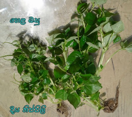 Hela osu: දිය තිප්පිලි (diya thippili)