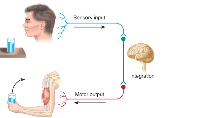 Anatomy and Physiology | google medicine