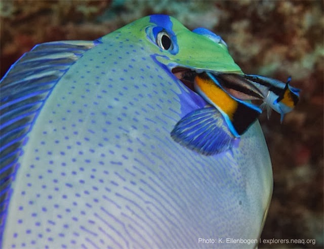 Global Explorers Blog