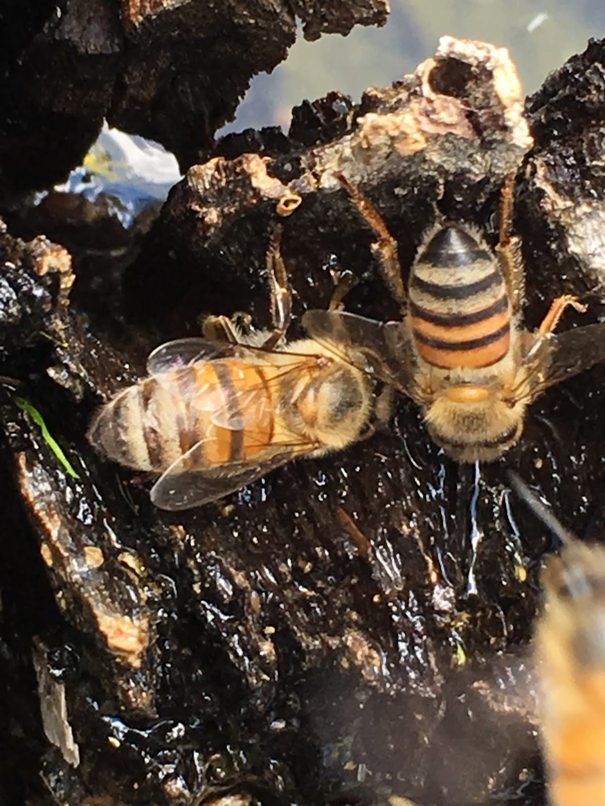 Hedgie's Nature Journal : African Bee (Apis mellifera Scutellata)