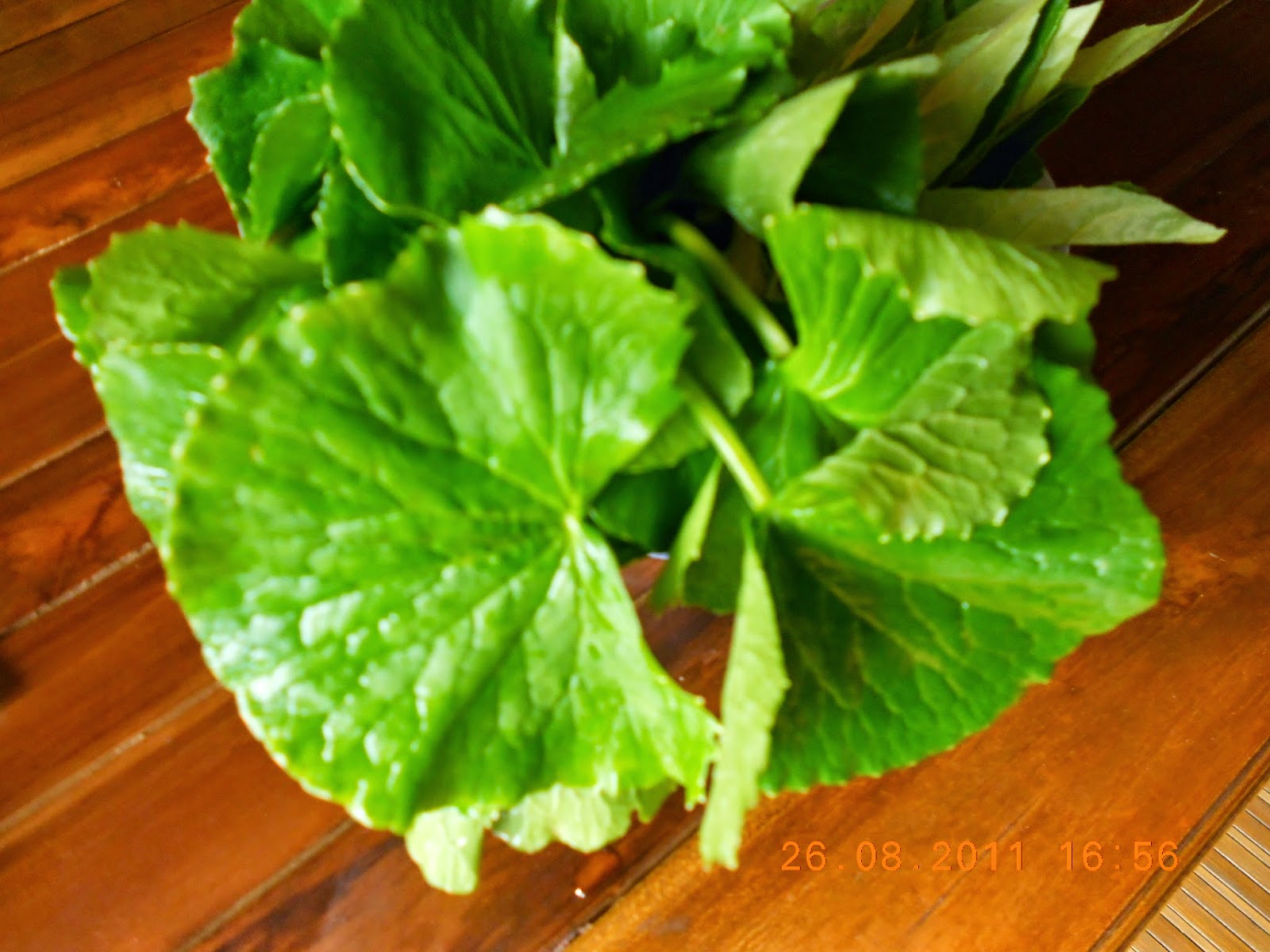 namakucella: KERABU DAUN PEGAGA GAJAH...ULAM DAUN SAMBUNG NYAWA,DAUN ...