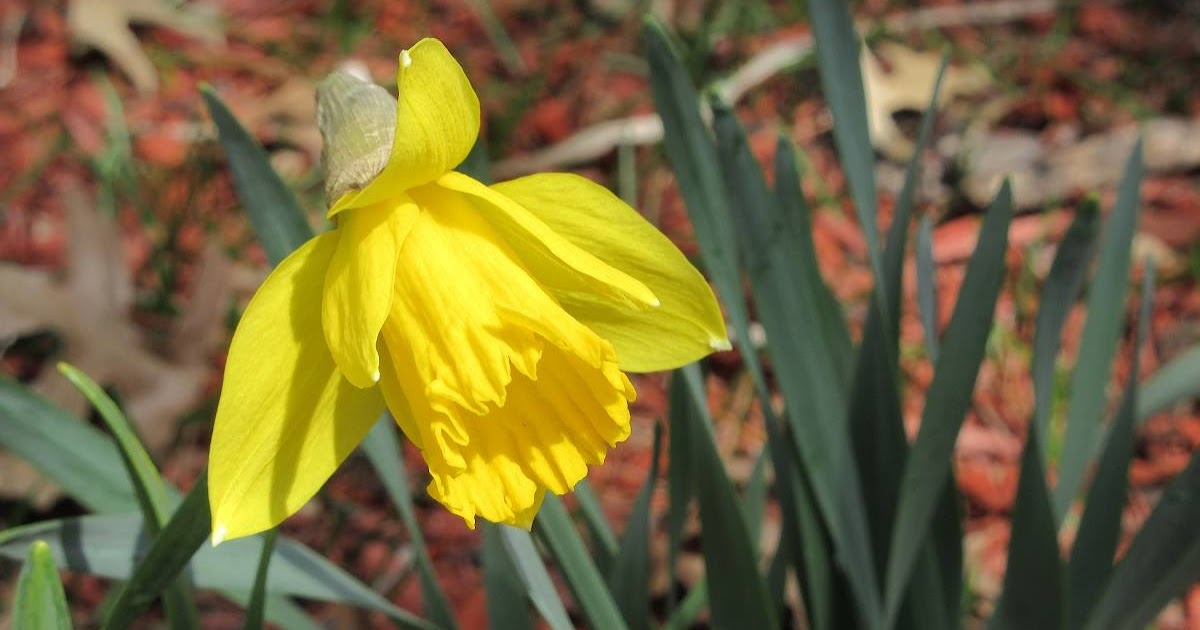 The Lucas Countyan: "Daffodowndilly," Milne & the Old Testament