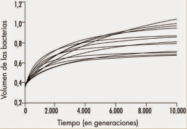 El experimento de Richard Lenski con la Escherichia coli.