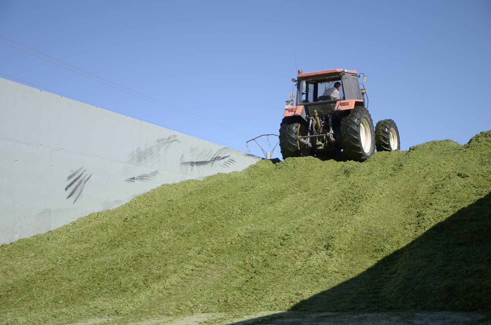 Ensiling Sorghum: chopping, transport and pressing