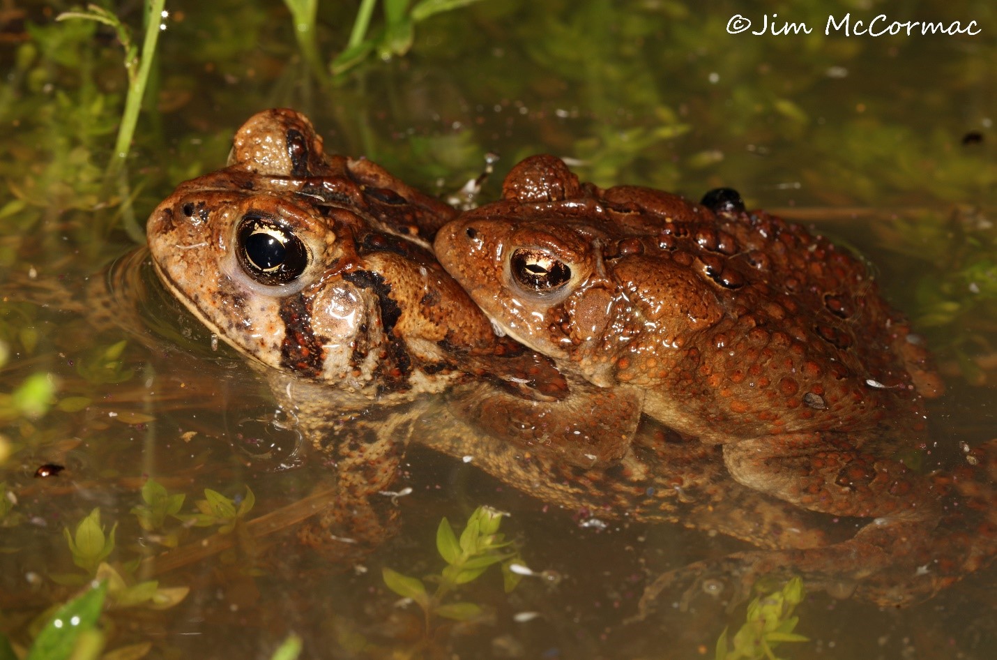 Ohio Birds and Biodiversity: Eastern Spadefoot Toad - finally!
