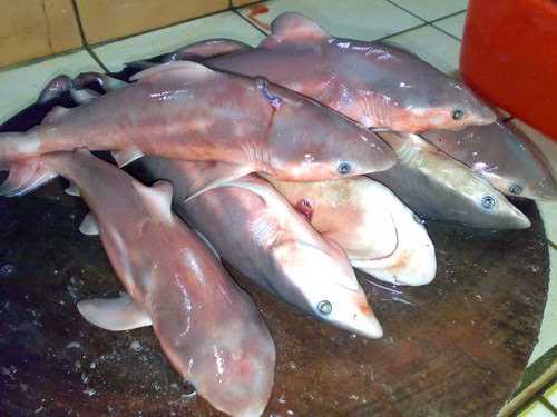 Gulai Ikan Yu dengan Daun Kesom - Malaysian Authentic Cooking- Jom Masak