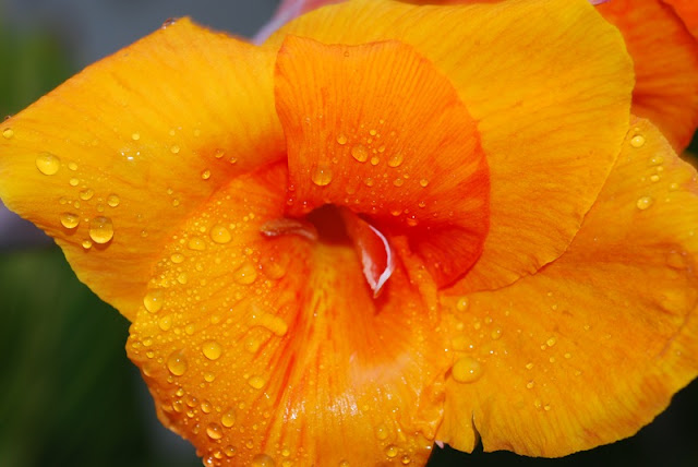 Bosque despierto: Floraciones de julio