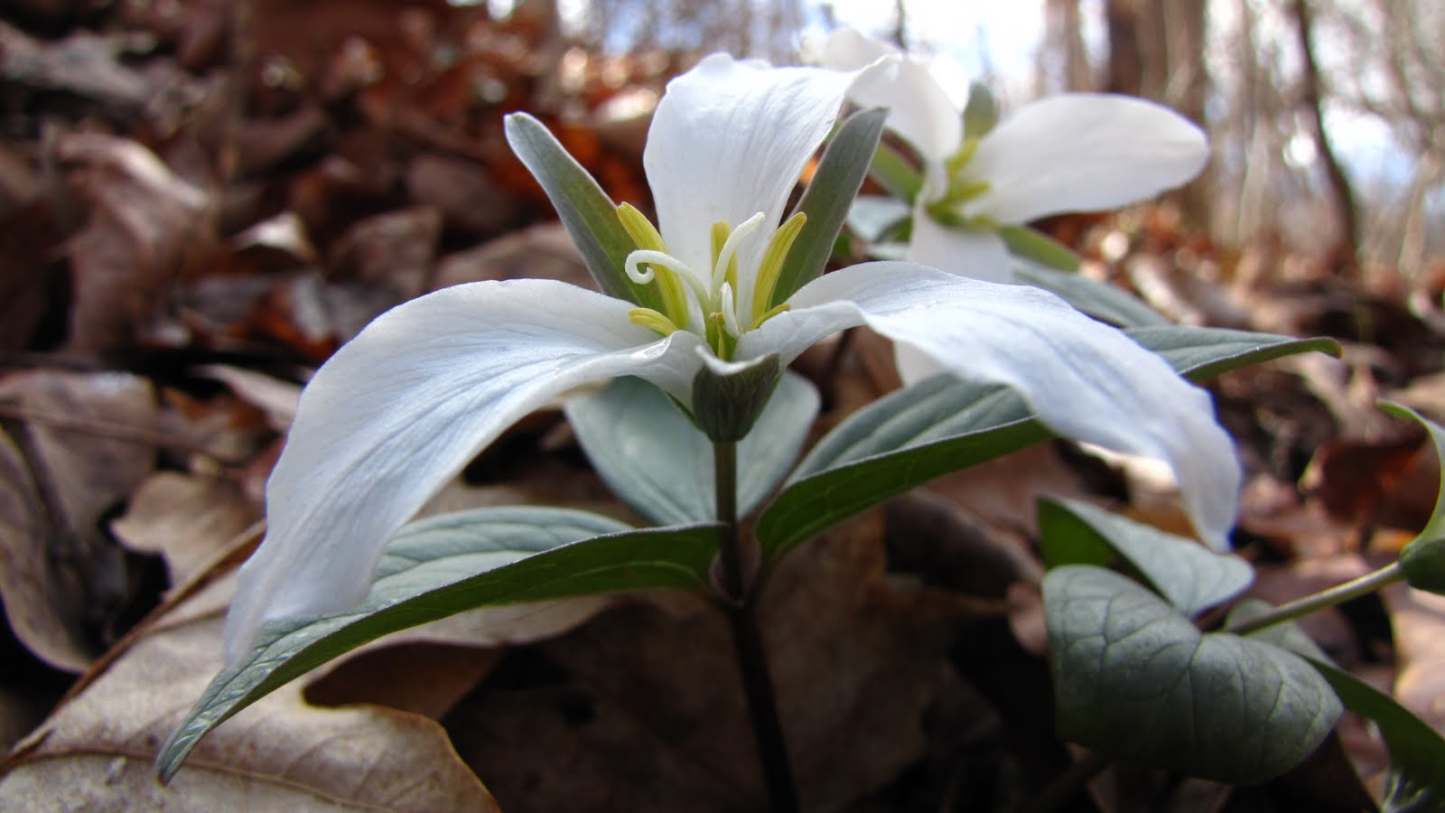 Through Handlens and Binoculars: That Time Of Year