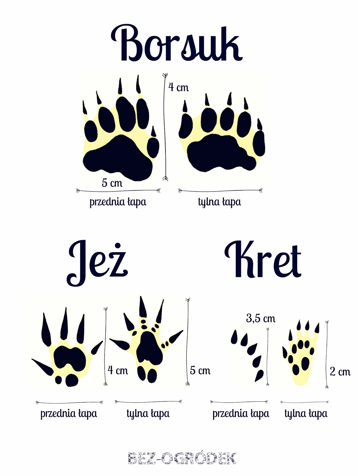 Ślady zwierząt. Kto odwiedza twój ogród? | BEZ OGRÓDEK | blog ogrodniczy