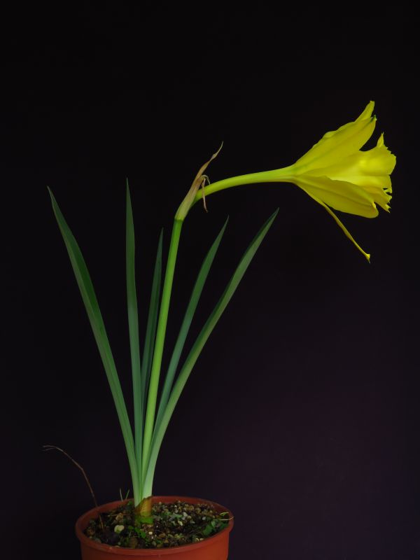 Exotica Plants: Paramongaia weberbaueri from Peru