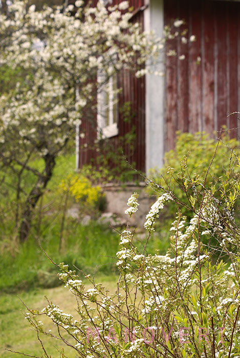 Manoveri: Runollisen kaunis kirsikkapuu