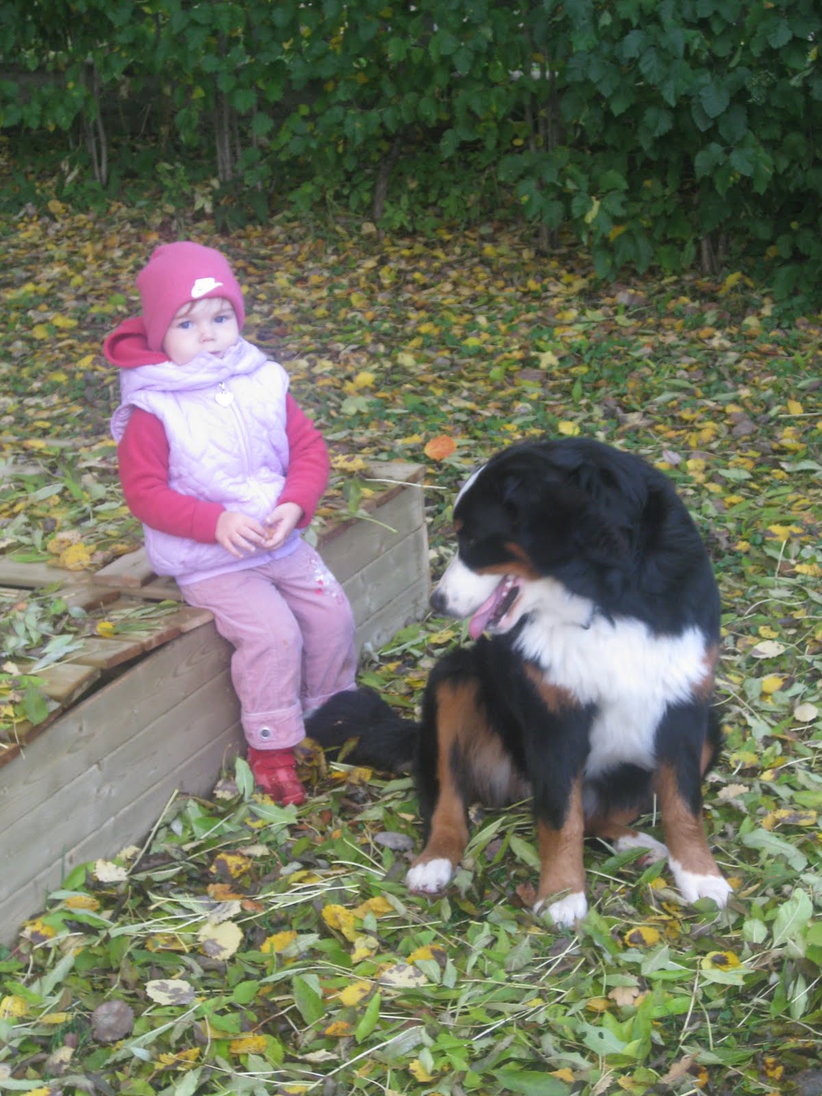 BURVĪGIE BERNIEŠI (Bernes ganu suņi): Bernes ganu suns - apraksts ...