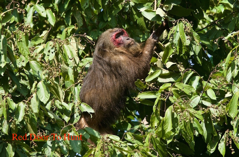 RED Door To Hunt: Laporan Pemerhatian & Kajian Beruk Kentoi~Macaca ...