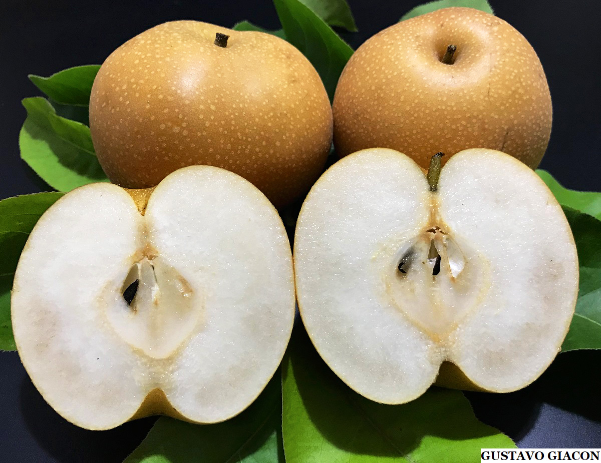 Viveiro Ciprest - Plantas Nativas e Exóticas: Pera Asiática ou Nashi ...