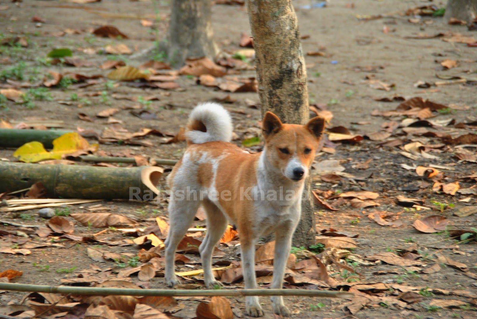 Are you a Primitive Dog fan?: Some little dogs - Arunachal Pradesh and ...