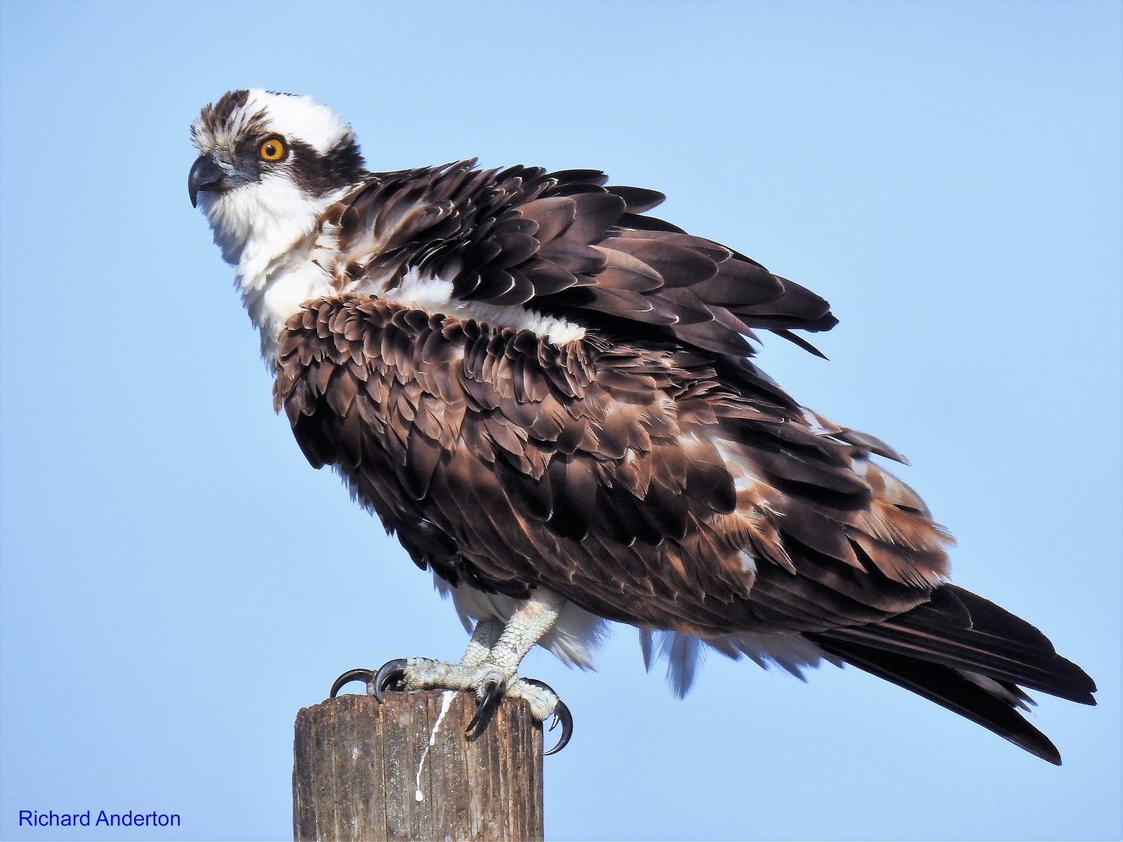 Wildwestbirds: Osprey