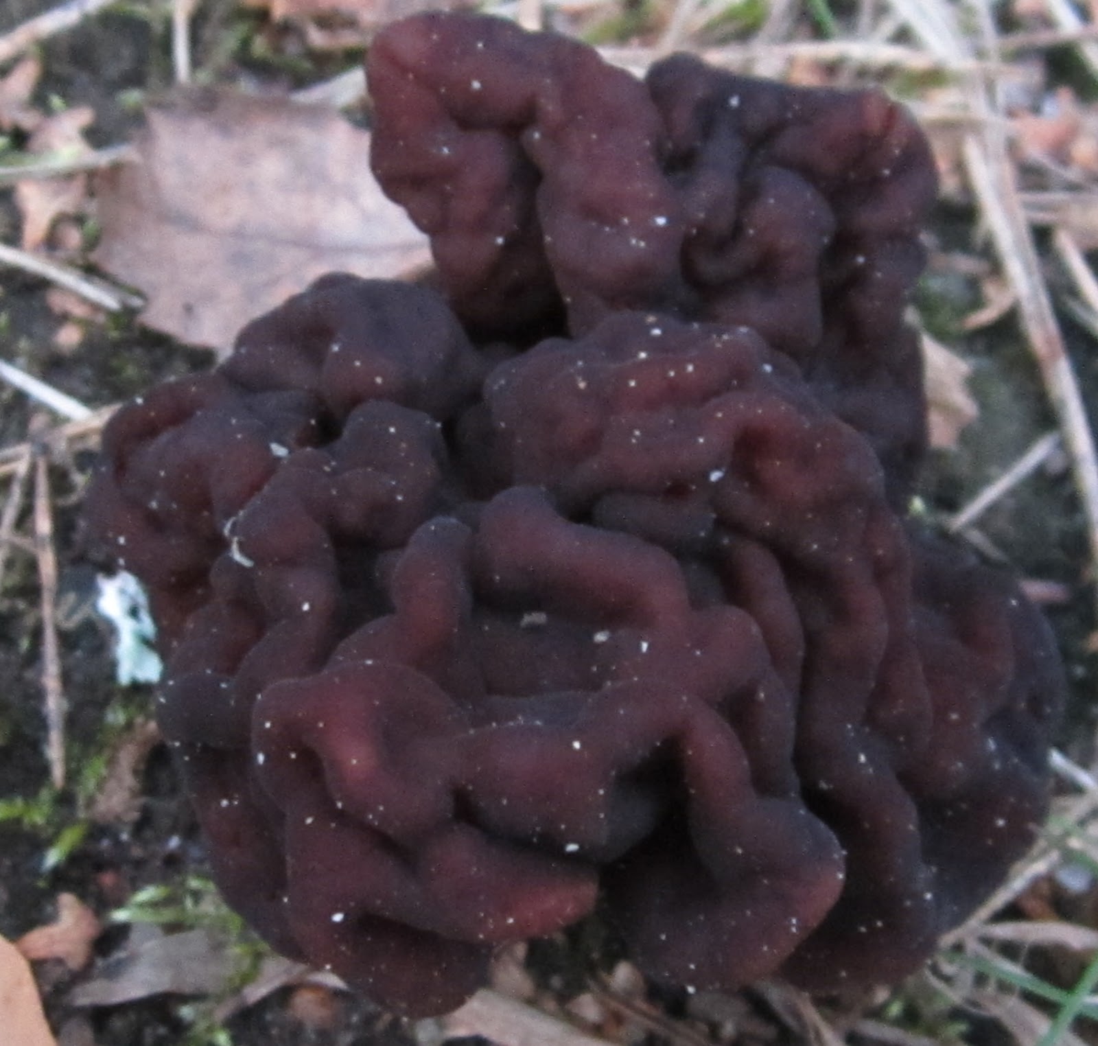 PAPPILAN ELÄMÄÄ: Korvasieni, ahvenia ja valkovuokkoja