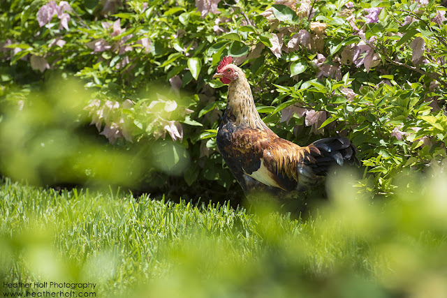 SILVER SANDS: The Wild Chickens of Cayman
