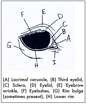 Musings at Minkiewicz Studios LLC: Sculpting the Equine Eye