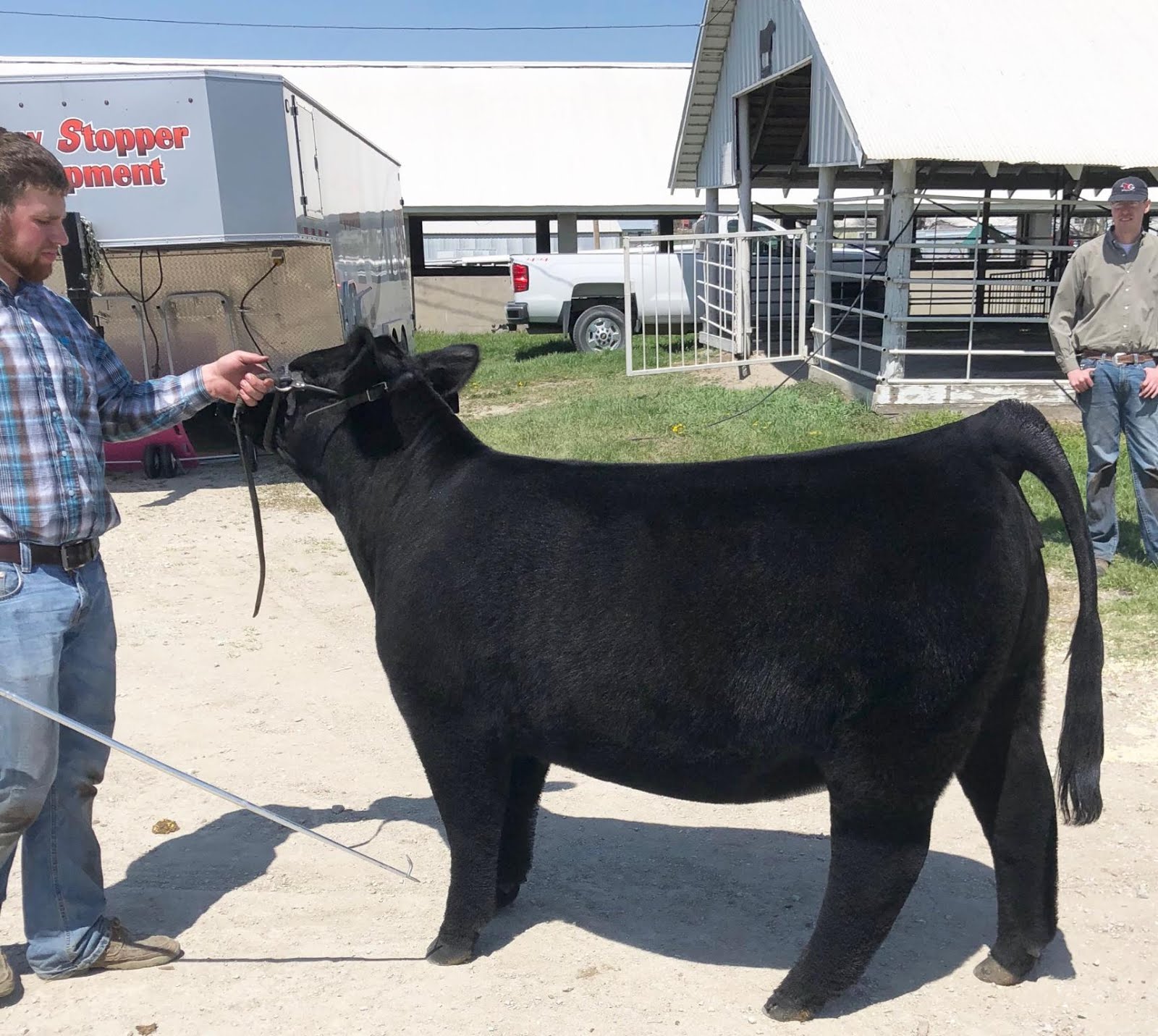 MITTAG Blog: Hi Ho Silver Commercial Heifer