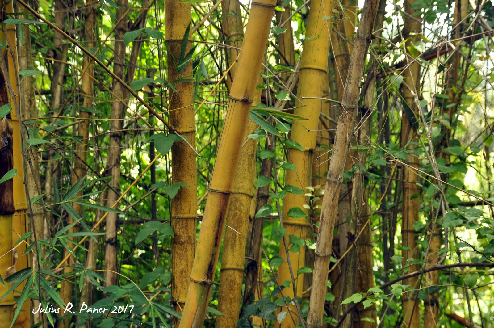 LOGSAC: Weekender: MALAGOS BAMBOO SANCTUARY