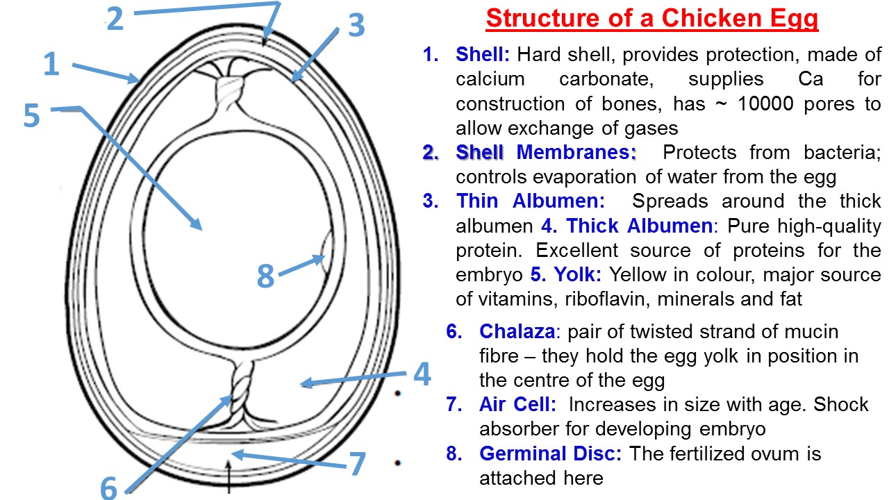 ektalks: The Avian Egg - Marvel of Nature's Architecture - How Eggs ...