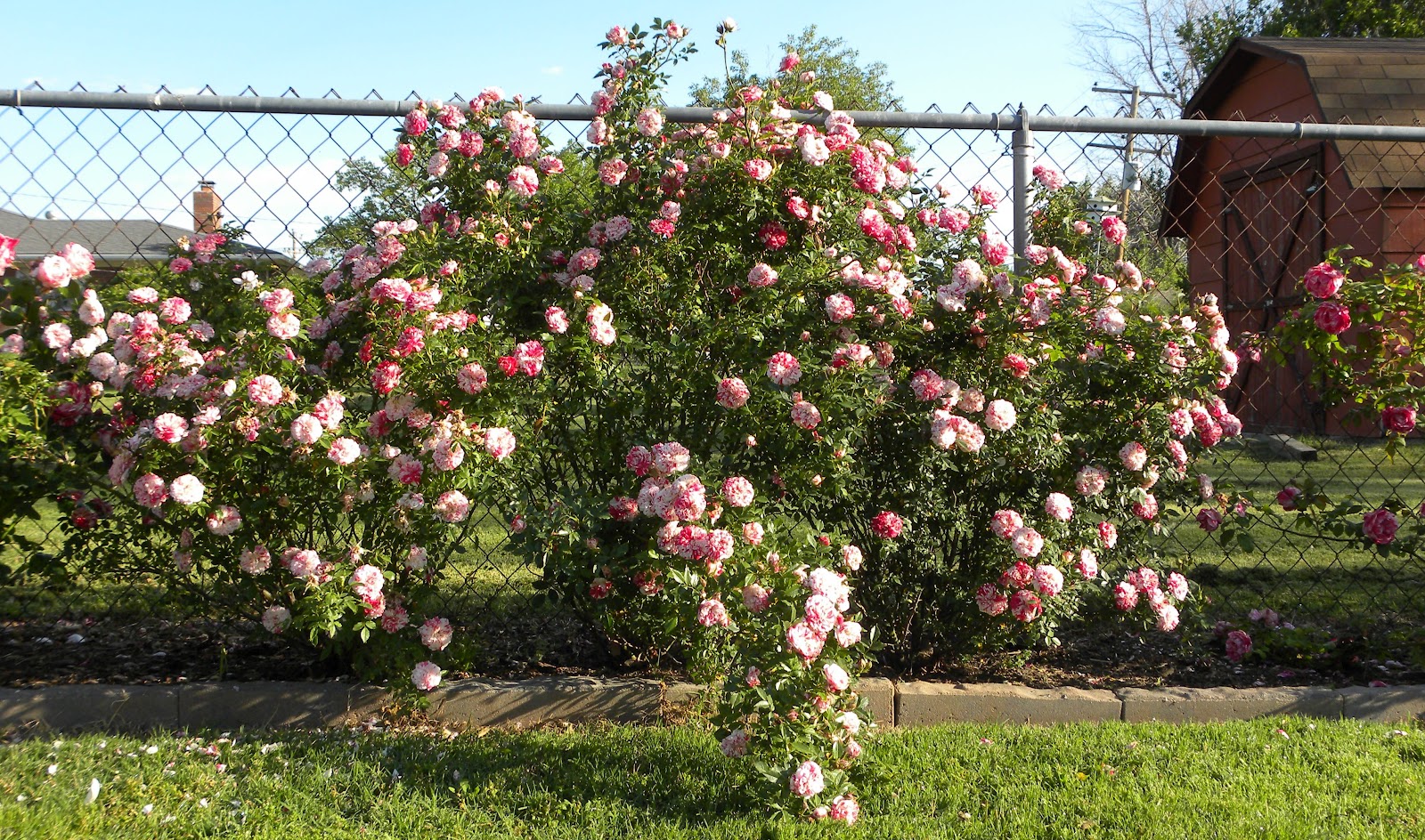 Red Dirt Roses: The Fence Line