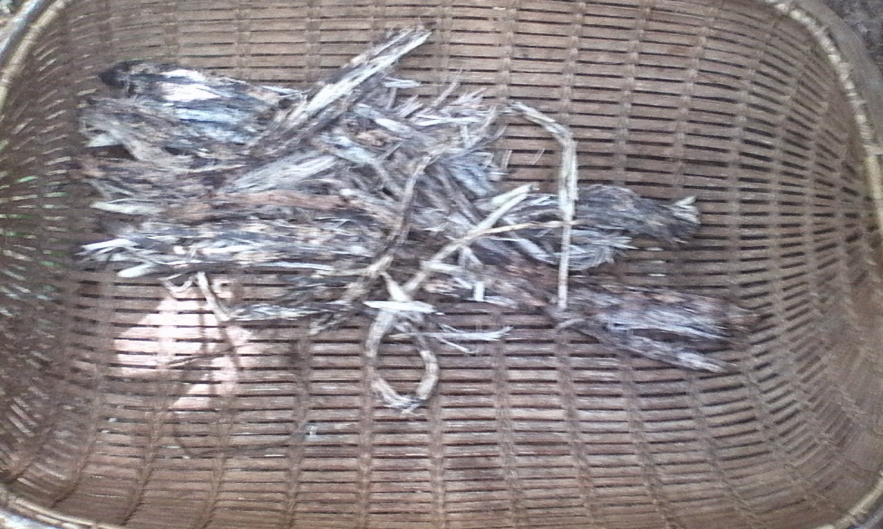 Akar Beracun Akar Tuba ~ Dayak Sarang