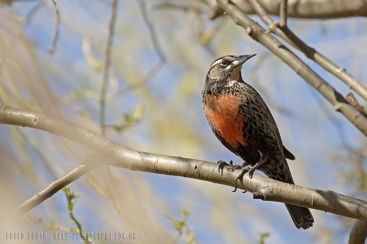 mis fotos de aves: Leistes loyca Loica Long-tailed Meadowlark