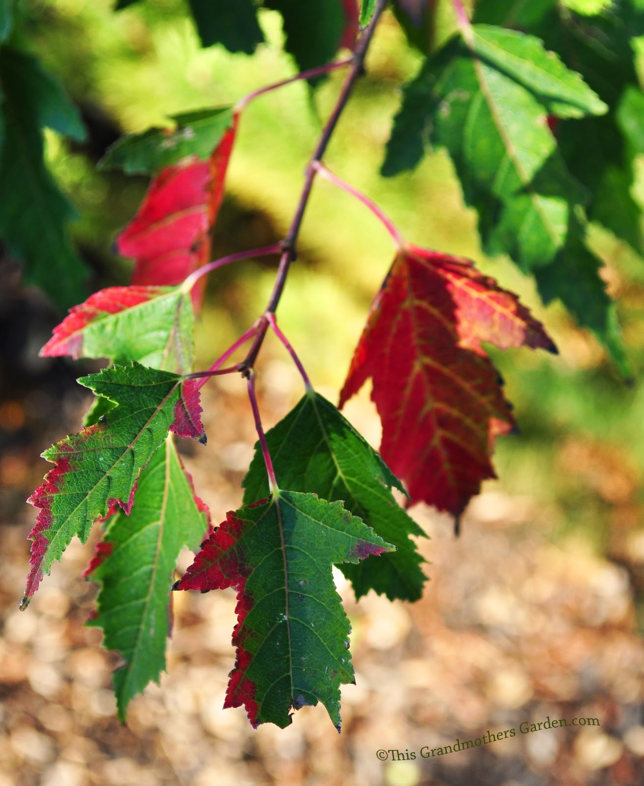 This Grandmother's Garden: The Mystery of Autumn... The Facts May Just ...