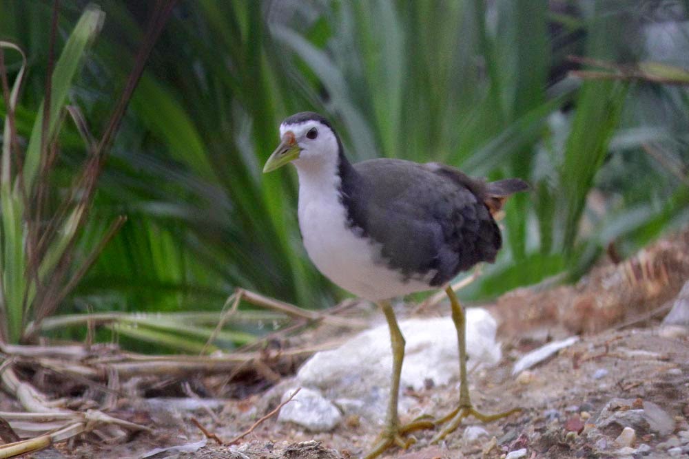 Birds and Nature Photography @ Raub: New Year Birds