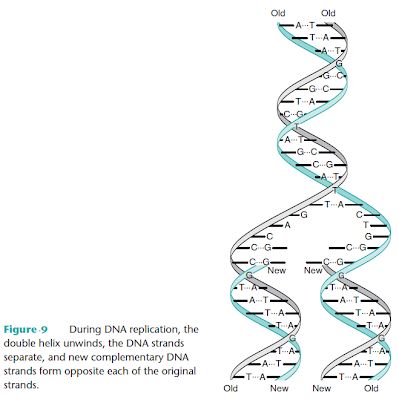 Next Biotechnology News | eBio World: DNA REPLICATION: PASSING IT ON