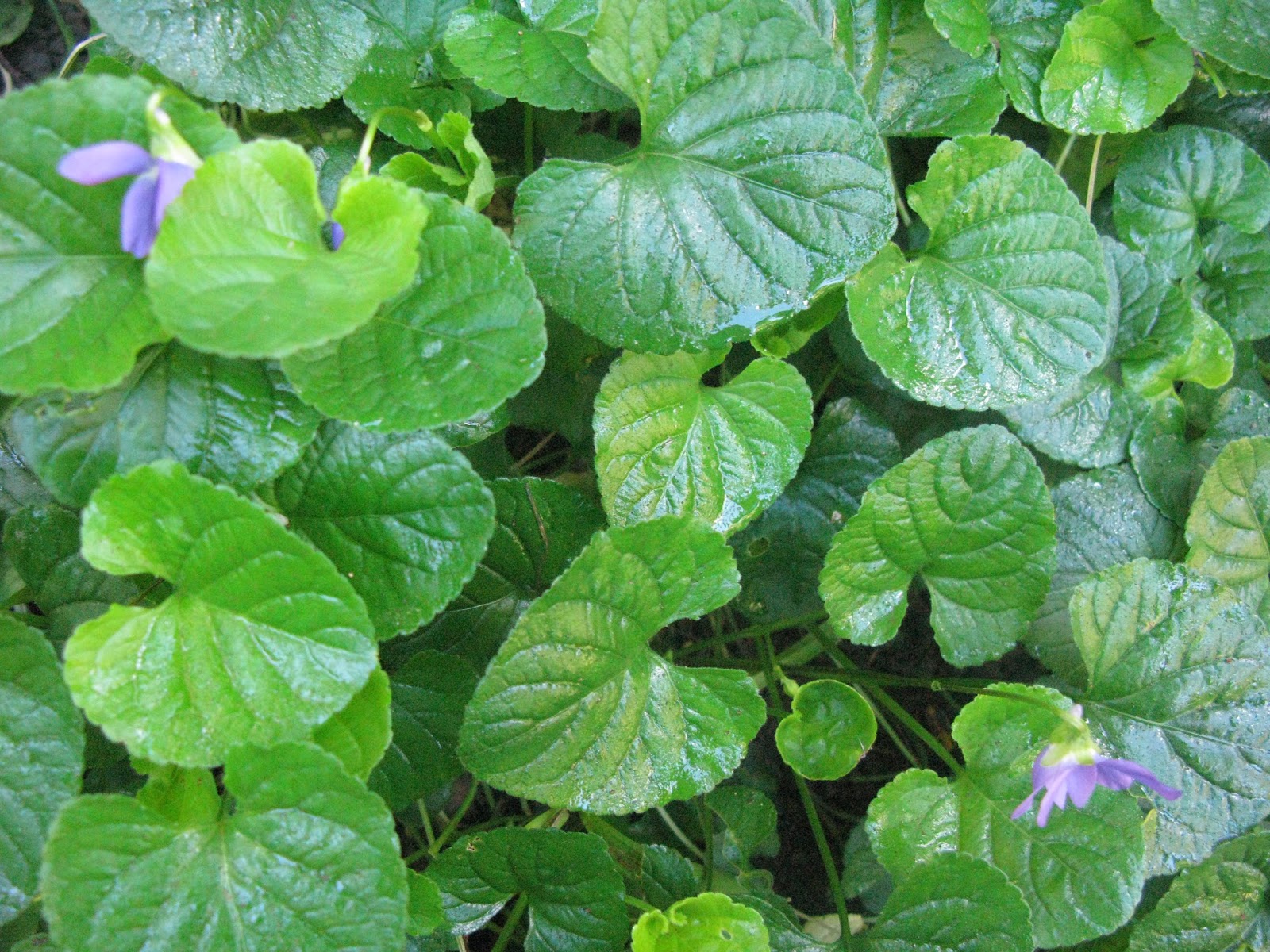 Devonhouse Recollections: VIOLETS AND VASES