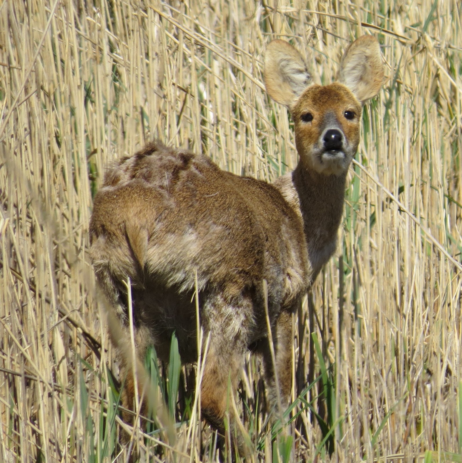 The Autistic Naturalist: April 20th Strumpshaw Fen