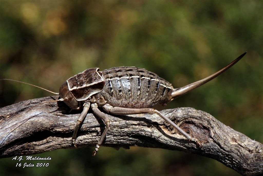 Biodiversidad Costa Granadina y ... (Fauna): Grillo de matorral ...