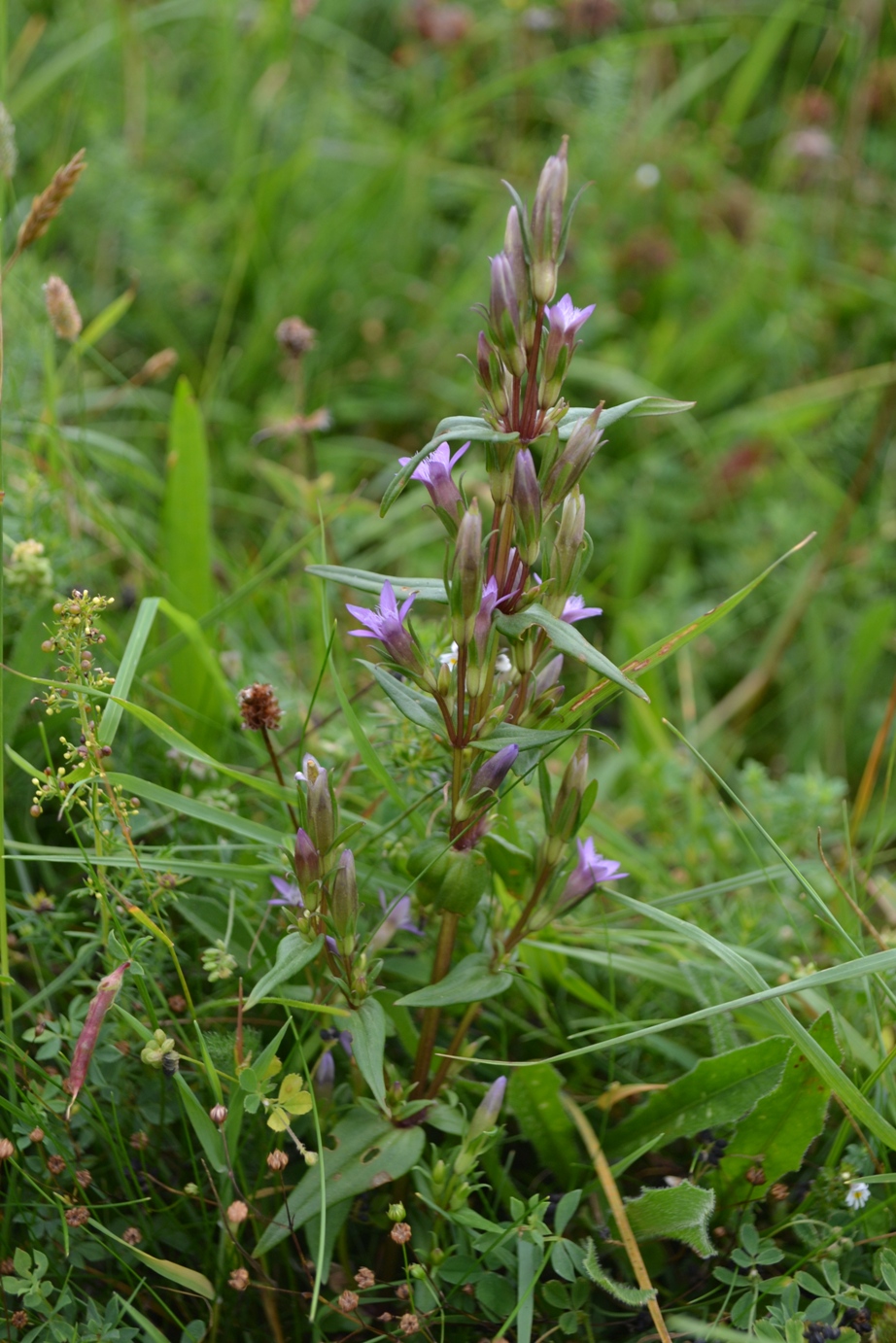 Walks among Flowers: Oxfordshire: Chiltern Escarpment: Aston Rowant to ...
