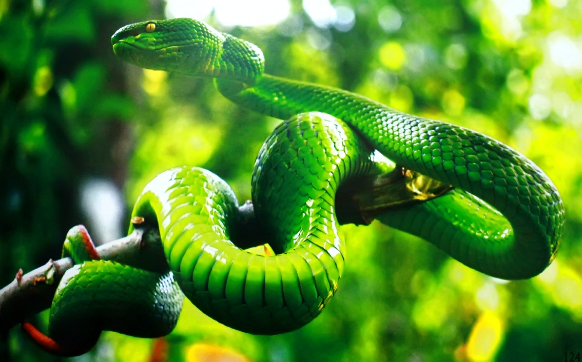 Belajar Mengenal Ular di Kawasan JaBoDeTaBek