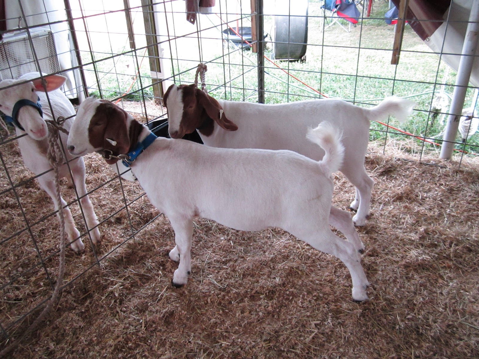 On The Pond Farm: Derry Fair 2012 - 4-H Goats