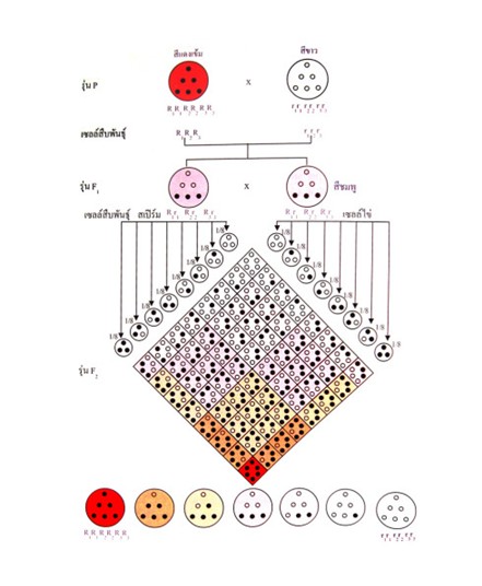การถ่ายทอดทางพันธุกรรม: Polygene