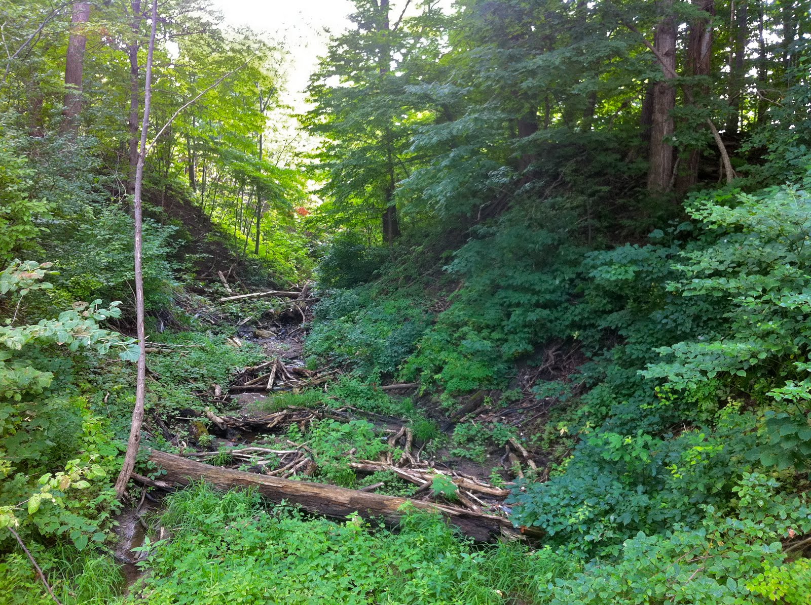 The Journey is the Reward.: Fanshawe Conservation Area...... and ...