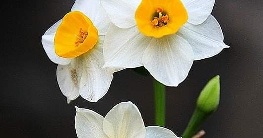 CHINAR SHADE : NARCISSUS OR NARGIS OR YEMBERZAL FLOWER AND POET JIGAR ...