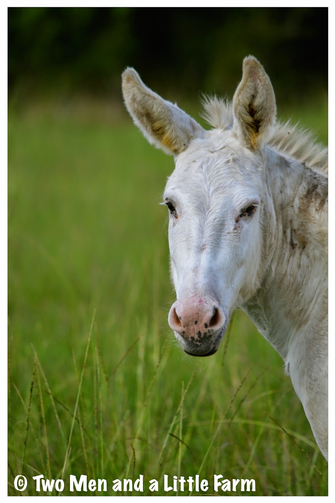 Two Men and a Little Farm: A MULE COMES TO VISIT