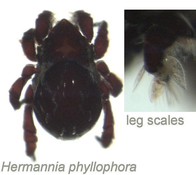 Variety of Life: Hermanniidae