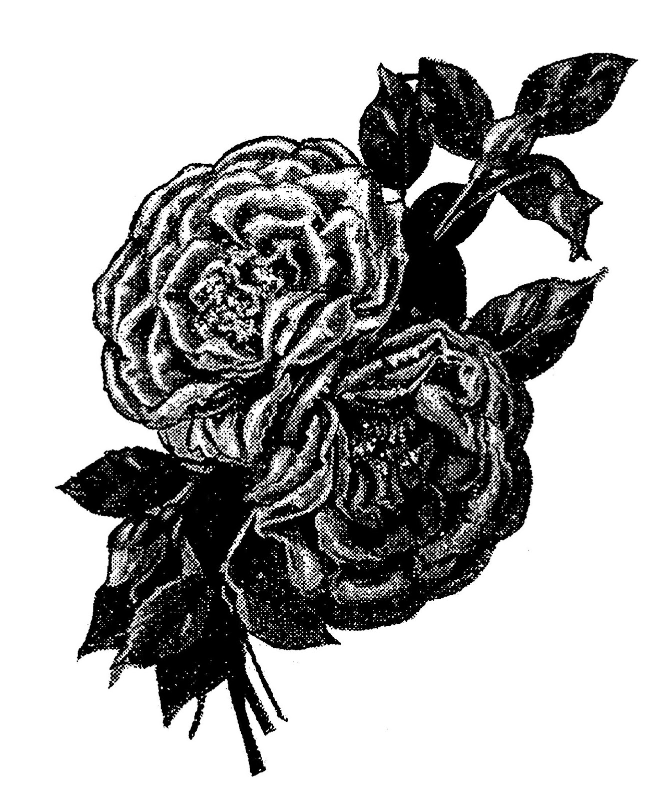 Digital Stamp Design: Printable Rose Image Transfers Stock Flower ...