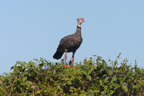 Imagens da Internet: anhuma fotos e imagens