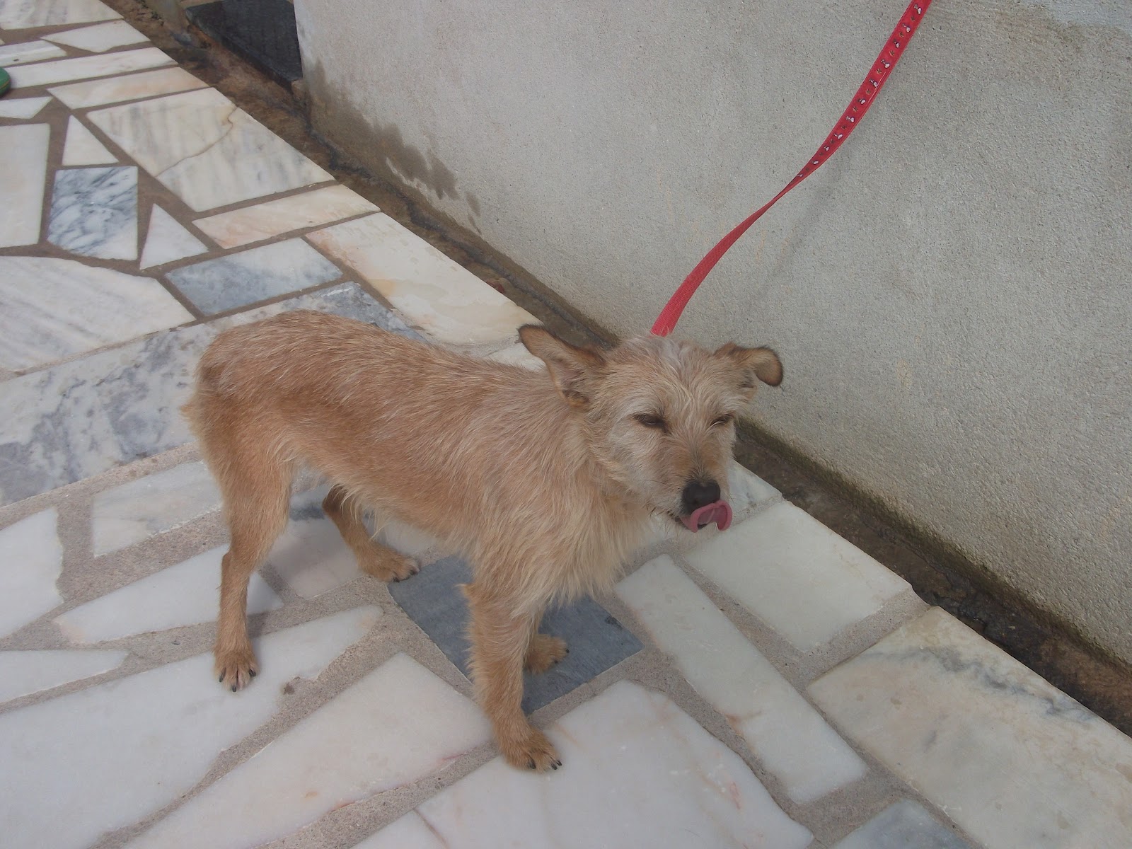 APA - TVEDRAS: Três patudos...