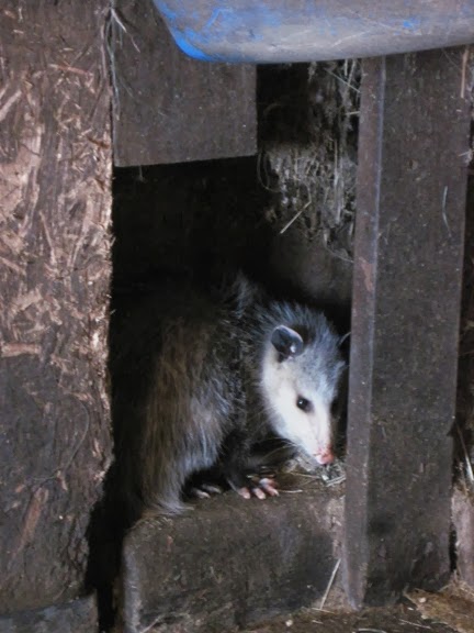 a possum hiding in a cubby hole under the feeder in Ruby's stall...