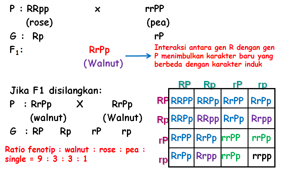 Catatan prestasi Guru Biologi: POLA-POLA HEREDITAS