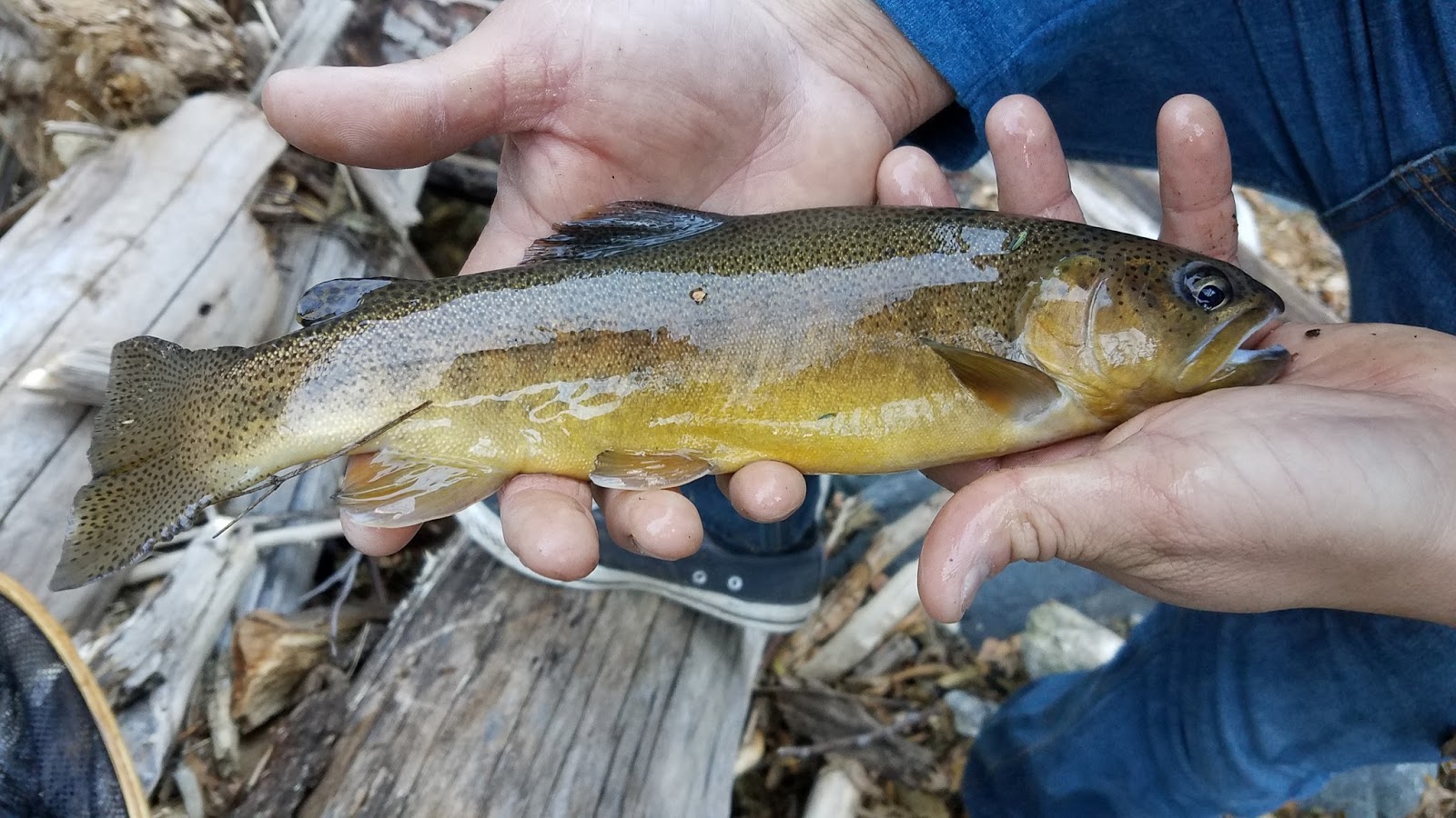 Catching Gila Trout.